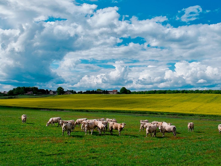 Pleinchamp - Prévisions météo, actualités agricoles, cours & marchés